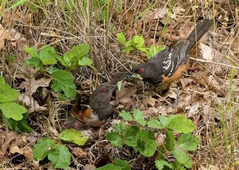Spotted Towhees At Nest Photograph By Damon Calderwood Fine Art America