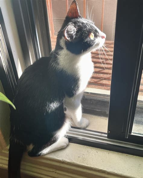 Jonas The Amish Kitten Jonastheamishkitten • Instagram Photos And Videos