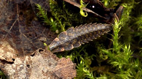 Id Request Brown Insect Camouflaged To Leaf Litter Found Amongst