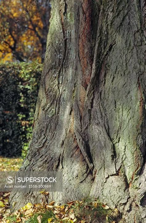 Winter Linden Tree Tilia Cordata Trunk Bark Detail Nature Plants