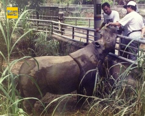 Malaysian Wildlife Different Types And Where To Find Them