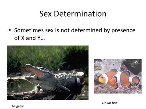 PPT Chromosome Theory PowerPoint Presentation Free Download ID