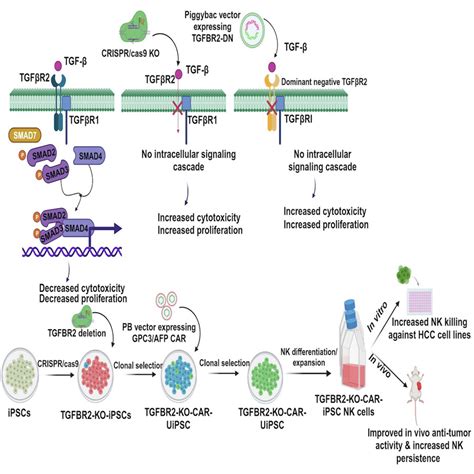 Disruption Of Tgf β Signaling Pathway Is Required To Mediate Effective Killing Of Hepatocellular