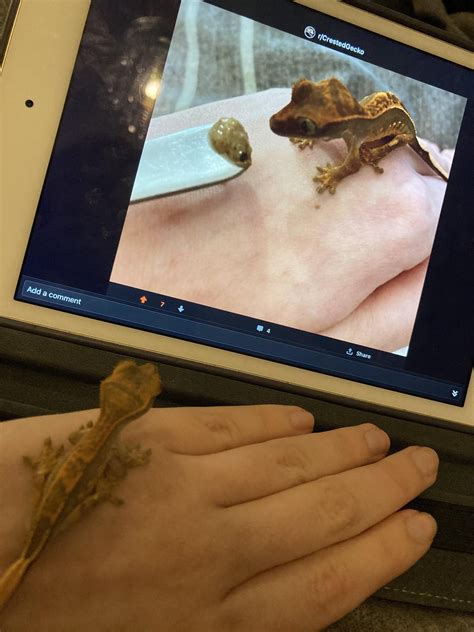 Bug Option R Crestedgecko