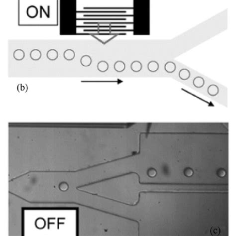 Surface Acoustic Wave Microfluidic Device A Single Surface Acoustic Download Scientific