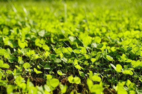 Plant Four Leaf Clovers Living Free Photo On Pixabay Pixabay