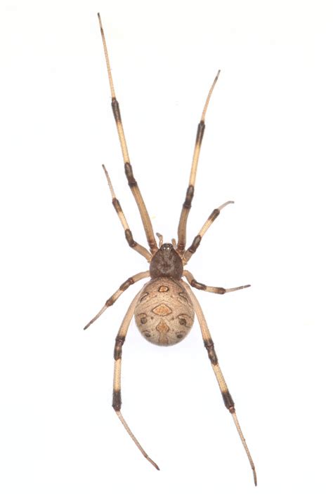 Imágenes De Telarañas De Arañas Viudas Marrones Araña Del Armario