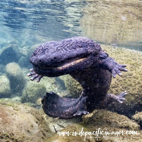 Photographing The Japanese Giant Salamander Indopacificimages