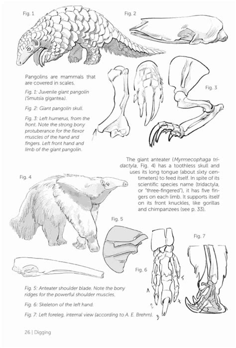 Morpho Mammals Elements Of Comparative Morphology Full Instant