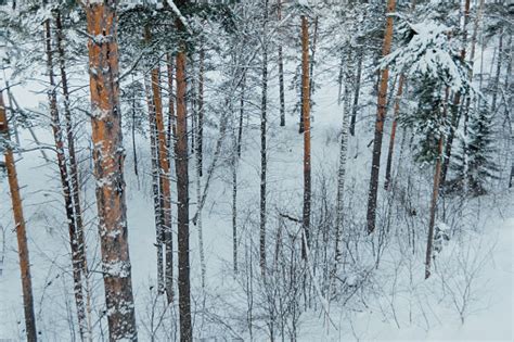겨울 숲에서 키가 큰 소나무의 노란색 트렁크 나무의 가지는 신선한 눈으로 덮여있다 0명에 대한 스톡 사진 및 기타 이미지 0명 10월 가냘픈 Istock