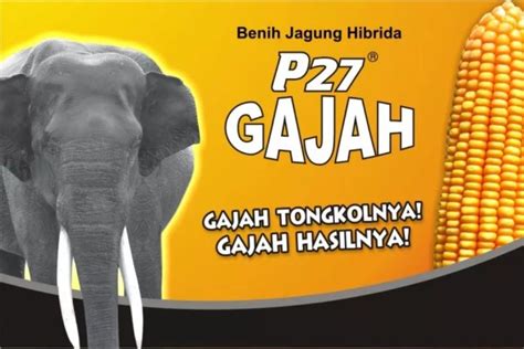 100 Biji Benih Bibit Jagung Hibrida Pioneer P27 Gajah Lazada Indonesia