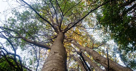 Merrill College Photojournalism Assignment 5 Viruez Munoz