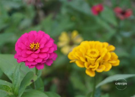 12월 탄생화 백일홍 꽃말 예쁜 꽃 씨앗 키우기 네이버 블로그
