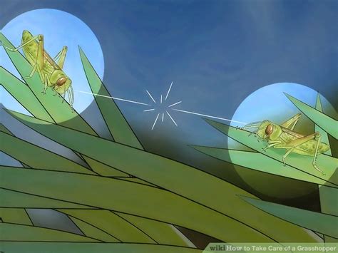 How To Take Care Of A Grasshopper 14 Steps With Pictures