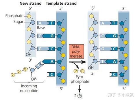 为什么 dna 在复制过程中不会产生水？ 知乎