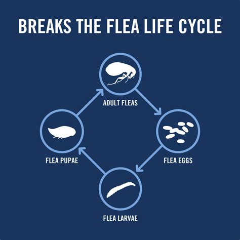 Flea Pupae