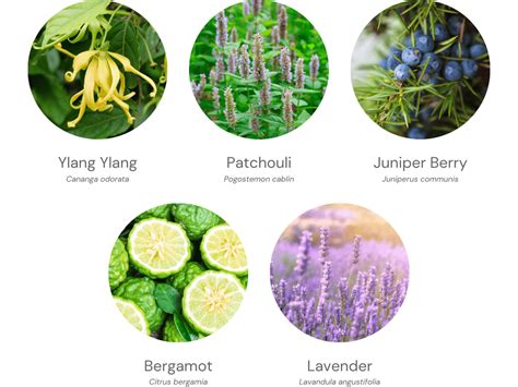 De Stress Blend Grassroots Essentials De Stress Blend Grassroots Essentials