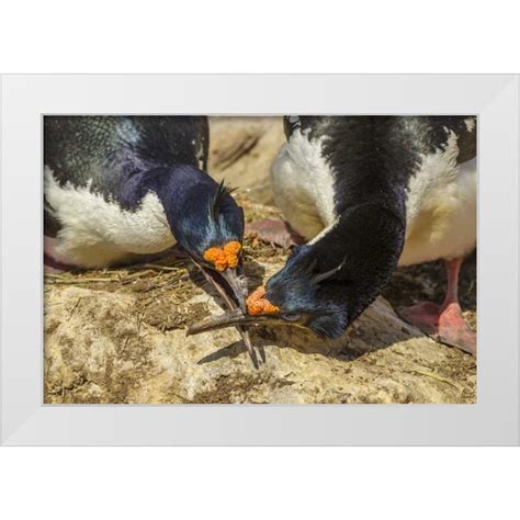 Illg Cathy And Gordon 32x23 White Modern Wood Framed Museum Art Print Titled Carcass Island