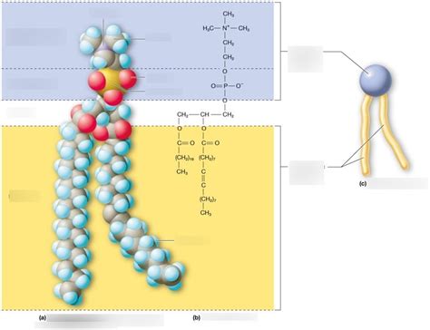Ch Lipids Structure Of Phospholipids LABELING Diagram Quizlet