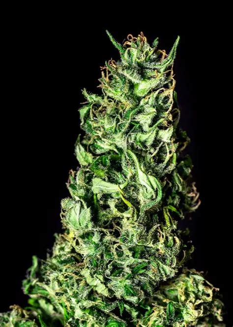 Moby Dick Cannabis Strain Information Growdiaries