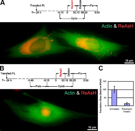 Figure 1 From Visualization Of Mrna Translation In Living Cells