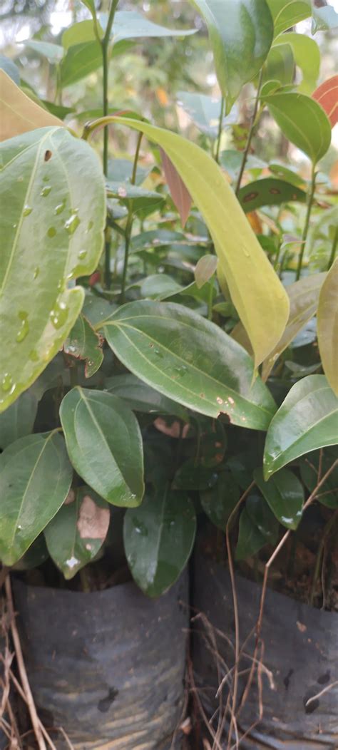 කුරුඳු වගාකරුවන්ගේ සංගමය කුරුදු පැල විකිණීමට ඇත උස අඩියයි මිල රු 23 ලබා ගන්නා පැල ප