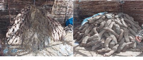 Yam Storage