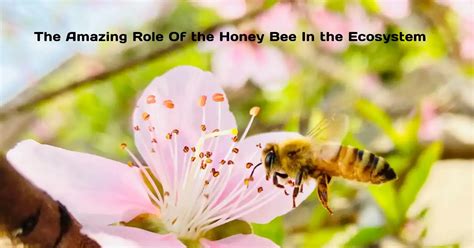 Role Of Honey Bee In Ecosystem