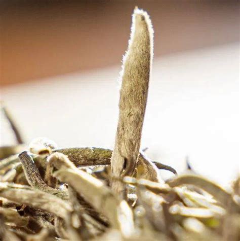 云南白茶和福建白茶的区别福鼎单芽月光