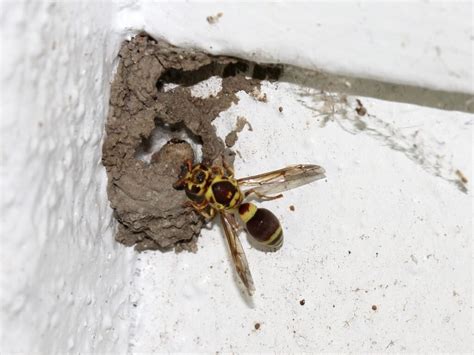 How To Remove Mud Dauber Nests From Stucco Pestclue