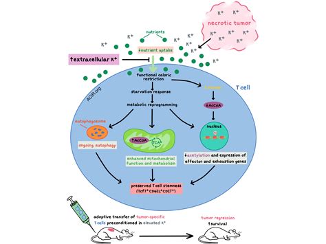 T Lymphocytes Function