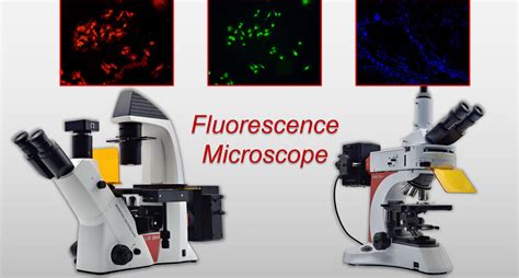 Fluorescence Microscopy Definition Principle Parts Uses