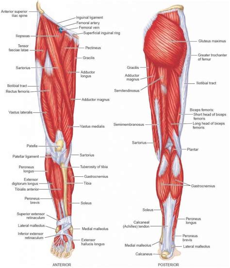 Image Result For Anterior Thigh Muscles Leg Anatomy Chart Lower Body Anatomy Diagram Lower