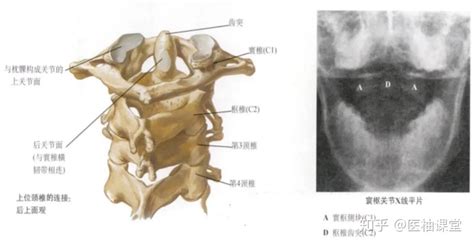 脊柱超详细解剖，高清图文版 知乎
