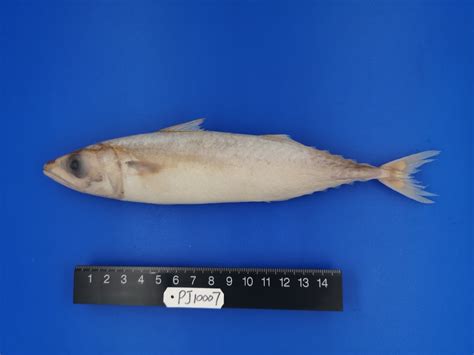 日本鲐鱼 Scomber japonicus 物种库 国家动物标本资源库