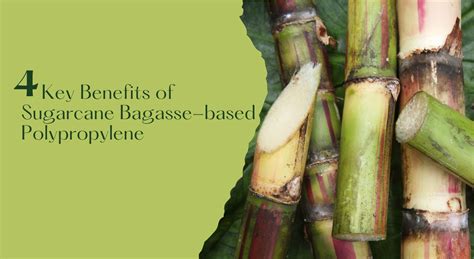 4 Key Benefits Of Sugarcane Bagasse Based Polypropylene