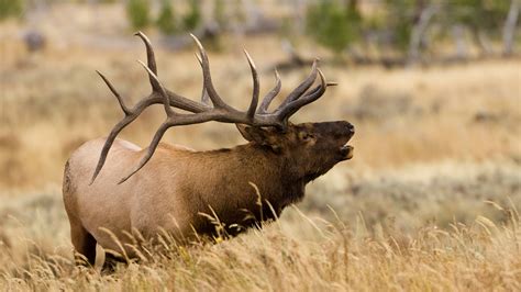See Hormone Fueled Bull Elk Take Out Frustration On Yellowstone Ranger