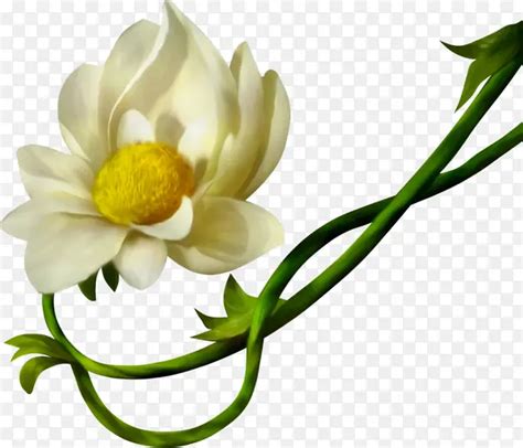白色花瓣黄色花蕊的鲜花PNG图片素材下载 图片编号qdxokono 免抠素材网