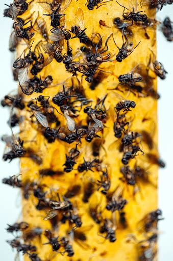 붙어 있는 파리 파리 트랩 또는 플라이 킬링 장치가 있는 끈적끈적한 플라이페이퍼 복사 공간이있는 흰색 배경에 있습니다 플라이 스트립 또는 플라이 리본이라고도 합니다 가득