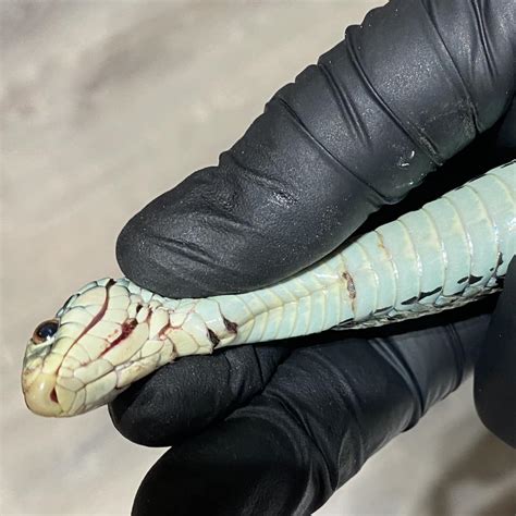 Cohabbing Same Sexes Our Experience Garters Dunn Right