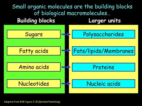 Ppt Small Organic Molecules Are The Building Blocks Of Biological Macromolecules … Powerpoint