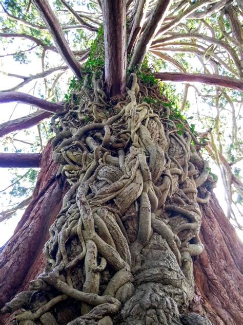 Perfect Wallpaper New Zealand Tree Editorial Photo Image Of Wallpaper Trunk