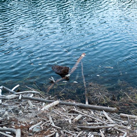 Hatcher Pass The Holiday Blog