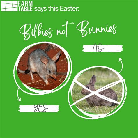 Why Bilbies Bilbies Are One Of Natures Eco Engineers They Play A Really Important Part In The
