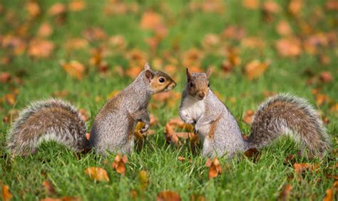 Feelin Squirrely Nutty Facts About These Adorable Creatures
