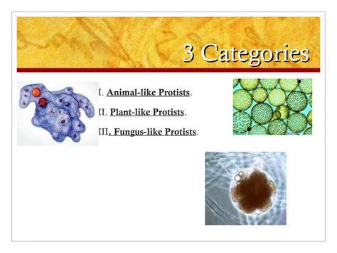 Protist Ppt PPT
