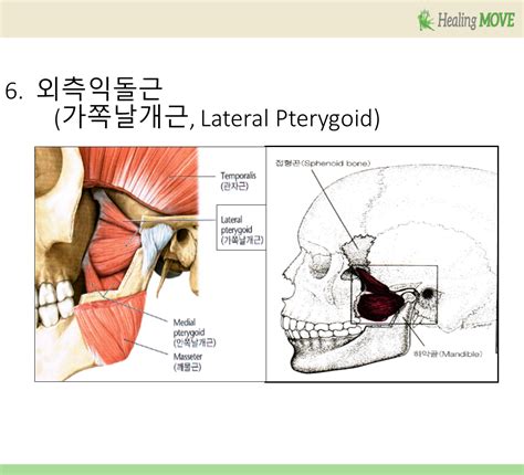 자세움직임 아카데미 Healing Move 하루 한 개씩 근육학 마스터 5