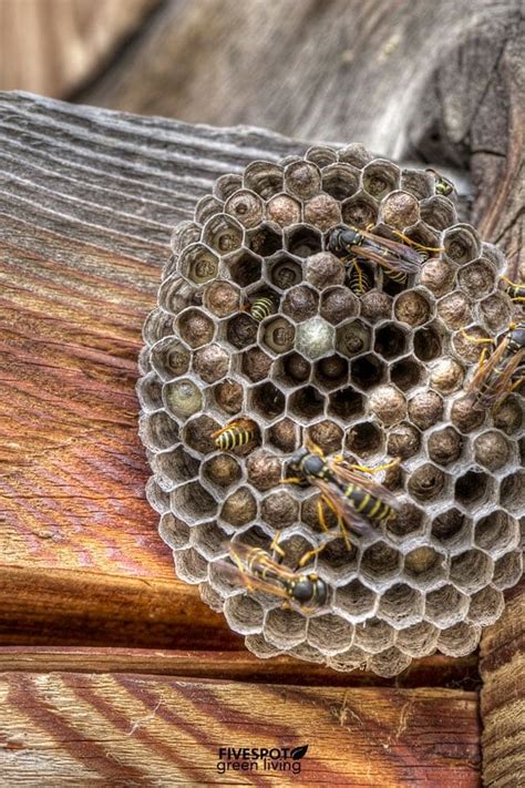 Why Do Wasps Follow You Five Spot Green Living