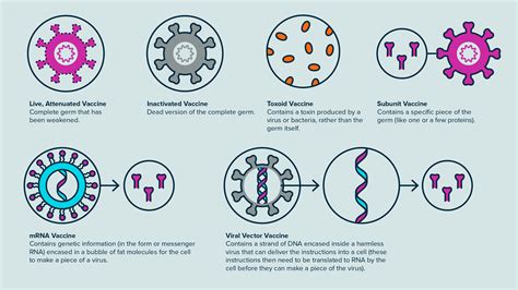 How Do Vaccines Work