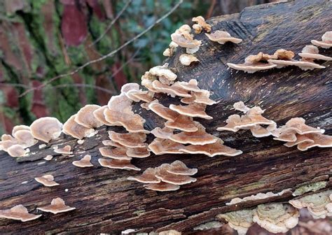 Are Decision Trees Robust To Outliers Inside Learning Machines